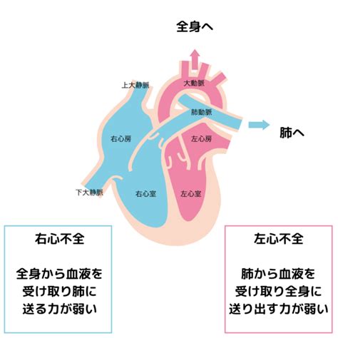 改めて知りたい！心不全の原因と種類・症状・治療の知識をアップデート はとらく