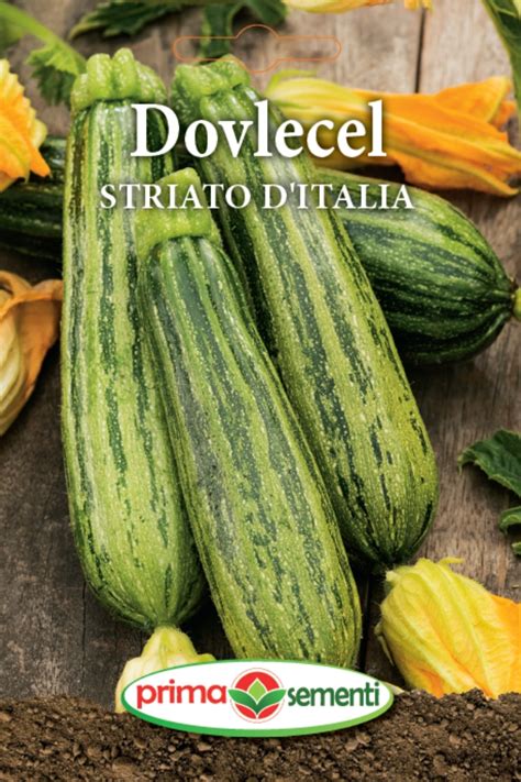Dovlecel Striato Ditalia Cucurbita Pepo Prima Sementi