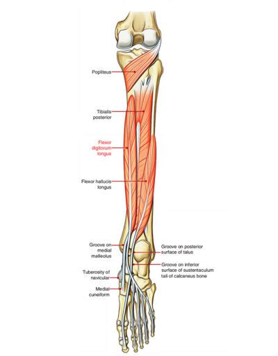 Flexor Digitorum Longus Earths Lab