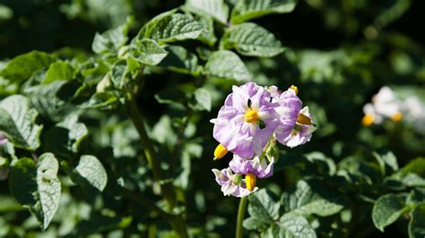 Understanding The Potato Plant Flower Plantinfo