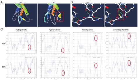Digital 3 Dimensional Structure And Function Prediction A Homologous Download Scientific
