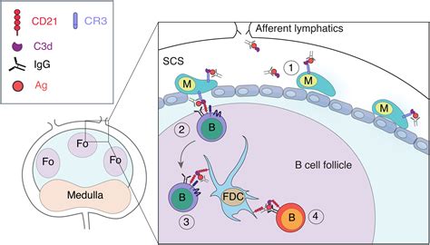 Regulation Of Humoral Immunity By Complement Immunity