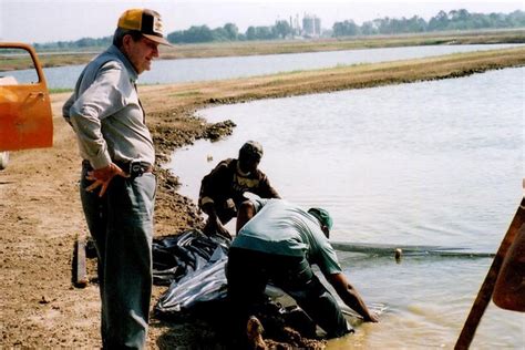 About Haring Catfish