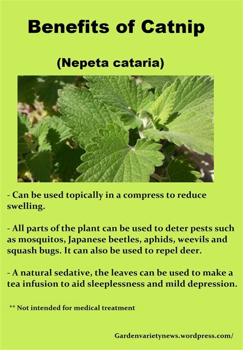 Benefits Of Catnip Plant Benefits Healing Herbs Medicinal Plants