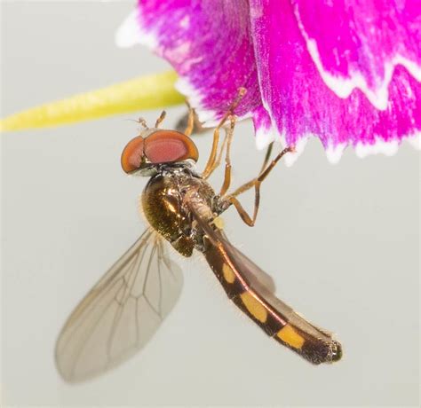 Hoverfly Melanostoma Spp Great Knowley Chorley Lancs … Flickr