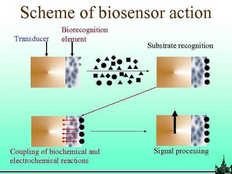 Biosensors Scheme Of Biosensor Action Transducer Biorecognition