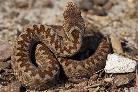 What Is A Reptile Presenceabsence Survey