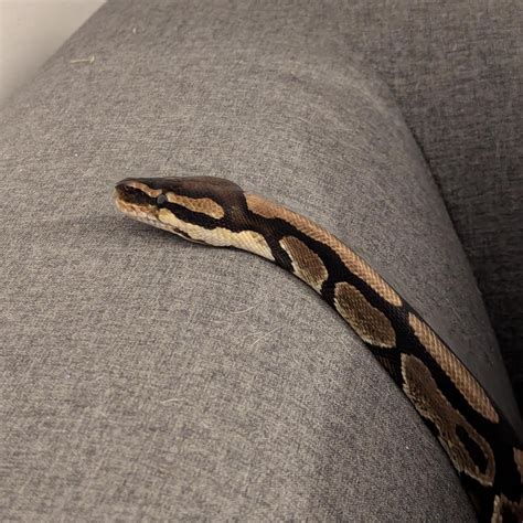 Rvn Kobe The Royal Python 🖤 Royalpython Ballpython