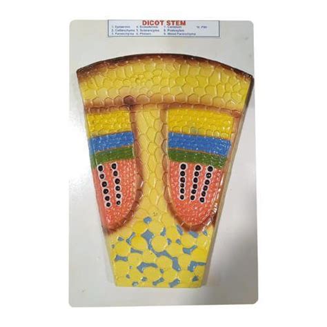 Dicot Stem Model On Board Srm Trading Corporation