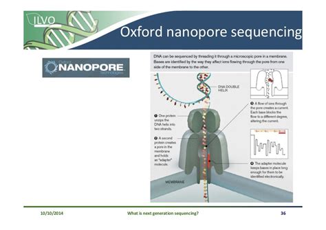 Ngs Basic Principles And Sequencing Platforms