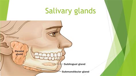 Salivary Glandpptx