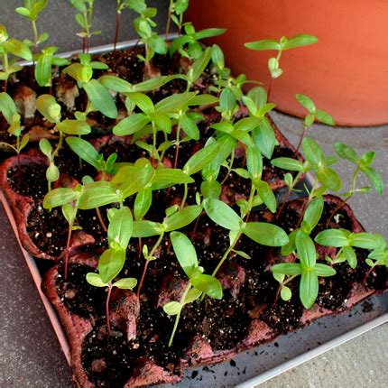 Циния в собственном саду: выращивание из семян и уход - Flowers.ua