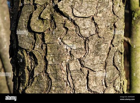 Trunks Of Deciduous Trees Stock Photo Alamy