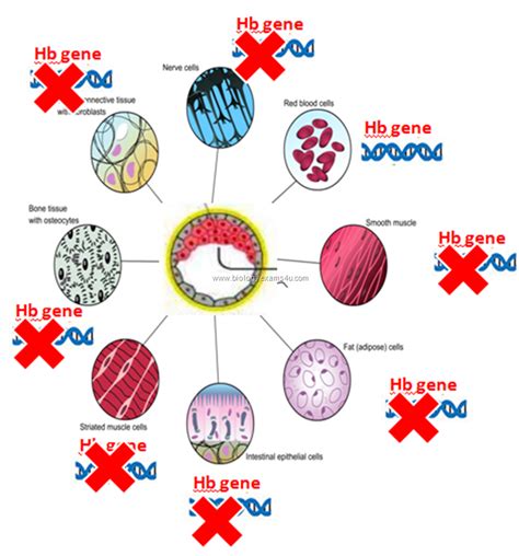 What Are Specialized Cells How Do Cells Become Specialized For