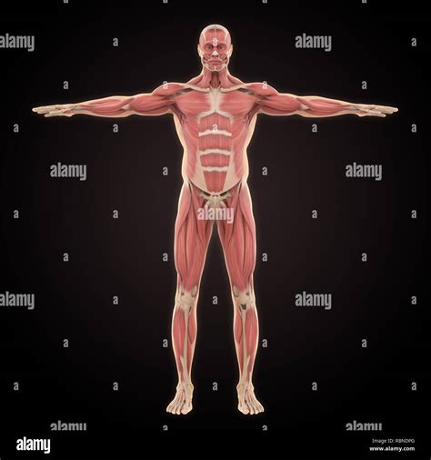 Body Systems Muscular At Lauren Coveny Blog