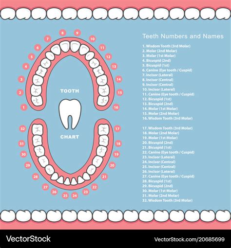Printable Teeth Numbers And Names
