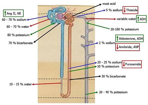 Fluid Homeostasis