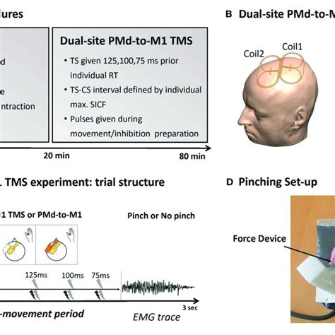 Experimental Procedure A Description Of The Experimental Tms Download Scientific Diagram