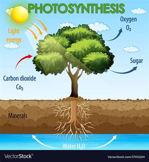 Diagram Showing Process Photosynthesis In Plant Vector Image