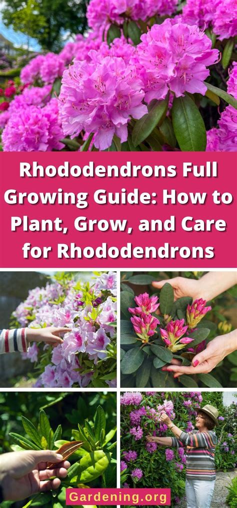 Rhododendron Plant Artofit