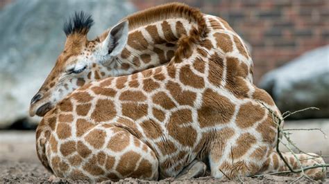 Sleeping Patterns Of Giraffes In Kenya Kenya Wildlife Safaris