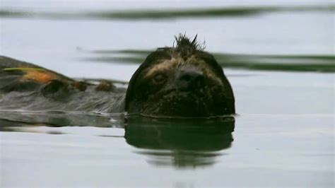 Pygmy Three Toed Sloth Swimming Hd Youtube