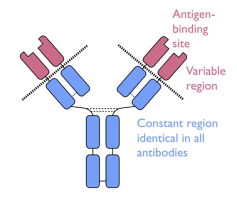 Week Chapter Antigen Recognition By B Cell And T Cell Receptors Acquired Immune System