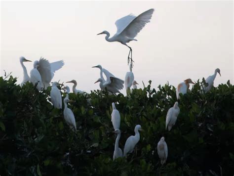 Egret Swarm Optimization Algorithm Esoa