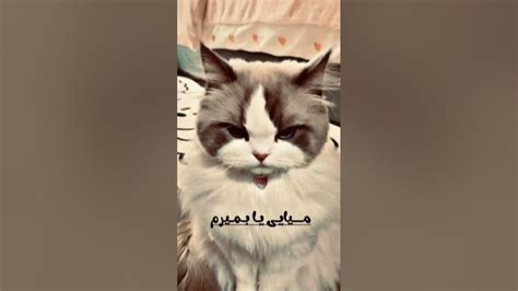 شعر های عاشقانه عاشقانه فارسی شعر کلیپ کلیپ عاشقانه گربه اکسپلور ایران افعانستان پشک