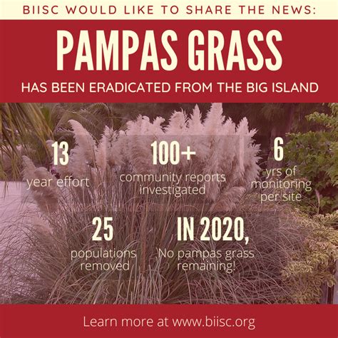 Pampas Grass Eradicated Big Island Invasive Species Committee Biisc