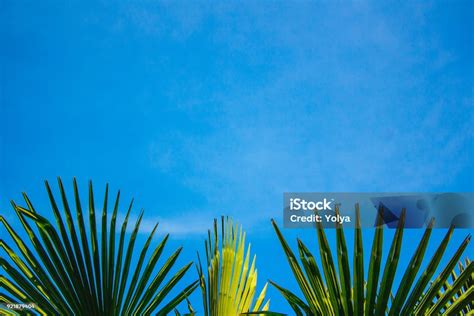 Cioy 공간을 가진 푸른 하늘의 배경에 녹색 손바닥의 테두리 나뭇잎 열 대 기후 여행 개념입니다 0명에 대한 스톡 사진 및