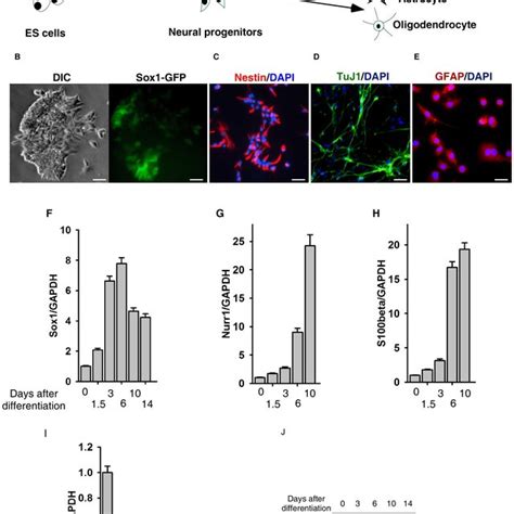 A Schematic Of In Vitro Neural Differentiation Of Mouse Es Cells Download Scientific Diagram