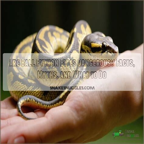 Are Ball Python Bites Dangerous Facts Myths And What To Do