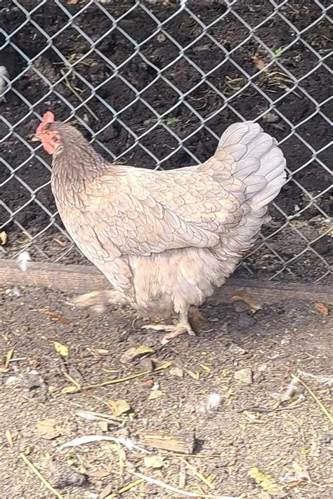 Best Lavender Orpingtoncross Hens For Sale In Winkler Manitoba For 2025