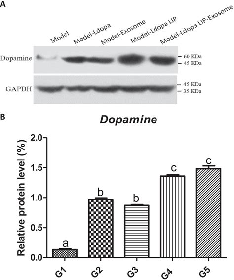 A Expression Of Drd2 Protein In The Substantia Nigra By Western Blot