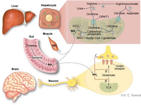 An Overview Of Ammonia Metabolism And Effects On The Brain Excessive