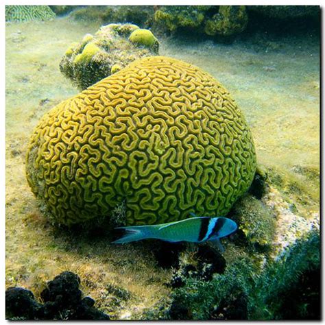 Brain Coral Si Koral Mirip Otak Tabtub