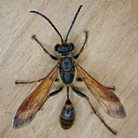 Isodontia Elegans Elegant Grass Carrying Wasp 10 000 Things Of The