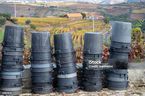 포르투갈의 세계에서 가장 오래된 와인 지역에서 와인 제조 와인 포도 수확을위한 플라스틱 양동이 레드 화이트 및 포트 와인생산 0명에 대한 스톡 사진 및 기타 이미지 Istock