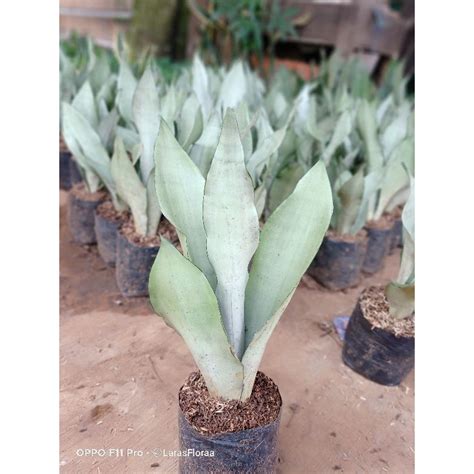 Jual Bisa Cod Tanaman Hias Sansivera Monshine Realpict Pohon