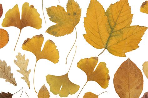 하얀 배경에 고립 된 아름다운 다양한 말린 가을 잎의 컬렉션 0명에 대한 스톡 사진 및 기타 이미지 0명 10월 11월 Istock