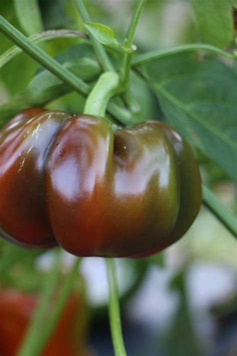 Carrots Chili Peppers Parsnips And Noodle Beans Autumns Colorful