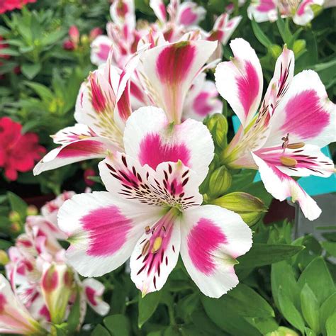 Alstroemeria White Pink Blush Kaufen Ahrenssieberz Pflanzenversand