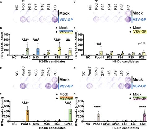 H2 Db Individual Peptide Testing Using Ifn G Elispot Identifies H2 Db
