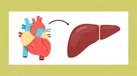 FIB 4 Score Indicates A Connection With Heart Disease A Newly Published Study Asiana Times