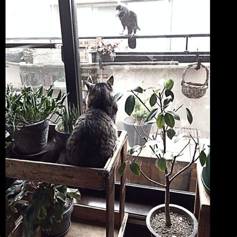棚 猫バカ部 ねこ部 Diy 昨朝の1枚 などのインテリア実例 2014 12 16 06 03 46 ｜ Roomclip（ルームクリップ）