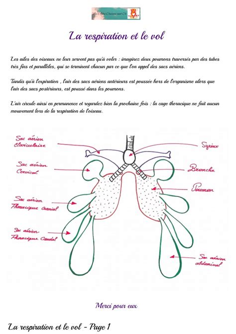 Anatomie Du Pigeon Et Sexage Les Pigeons De Provence