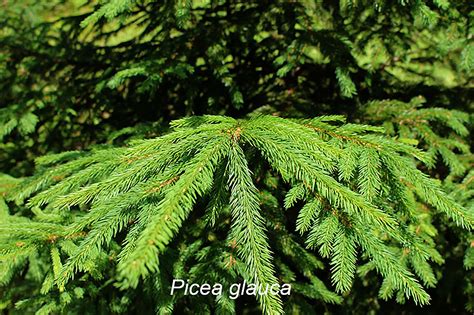 Gymnosperm Tree