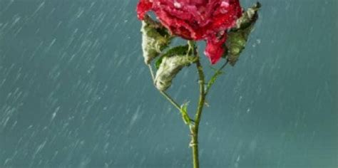 Forgiveness A Powerful Tool After A Breakup Susie And Otto Collins