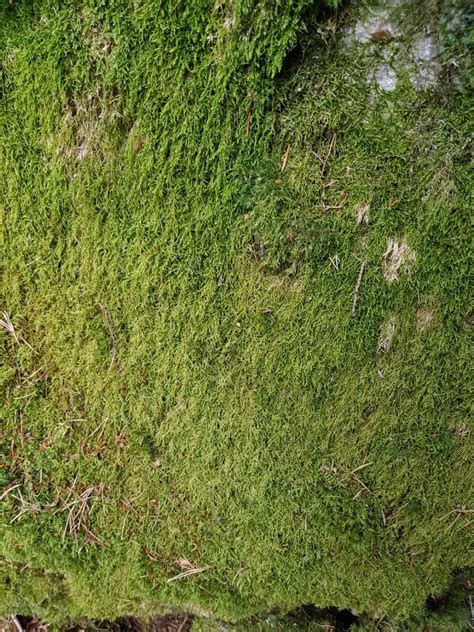 Photo Cypress Leaved Plait Moss Hypnum Cupressiforme